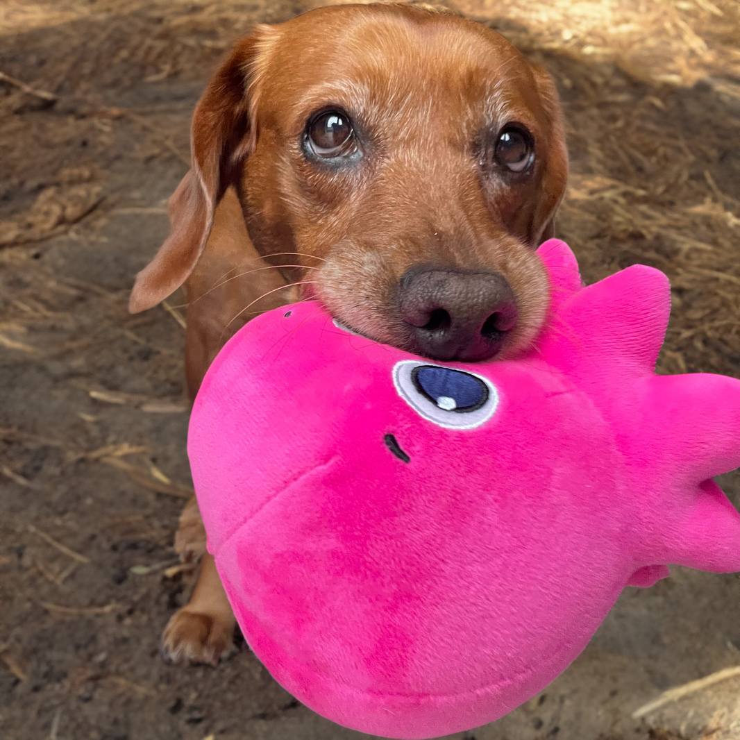 Shop the merch – Octopus Energy